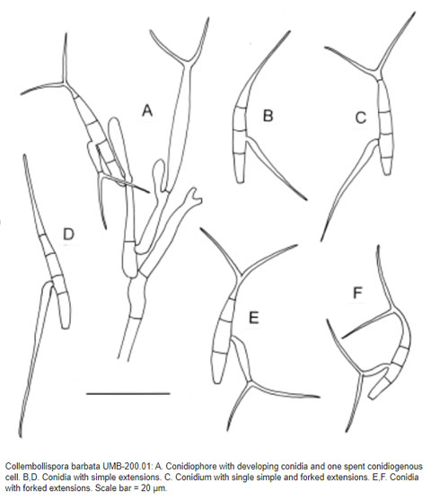Departamento de Biologia - Universidade do Minho - Collembolispora ...